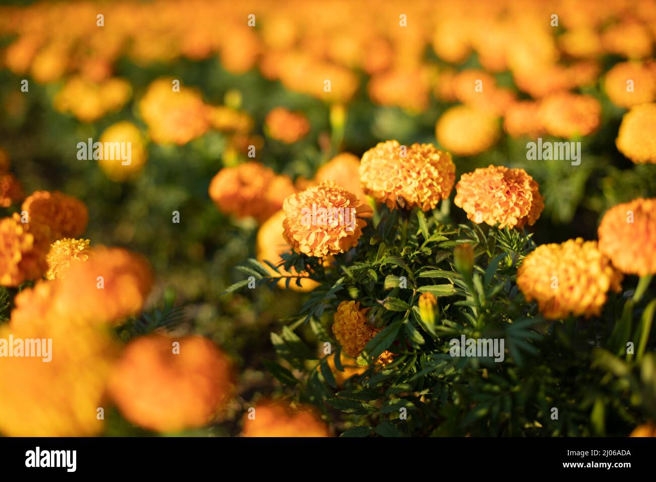 Orange flowers in a flowerbed. Many of the same plants. Yellow flowers ...