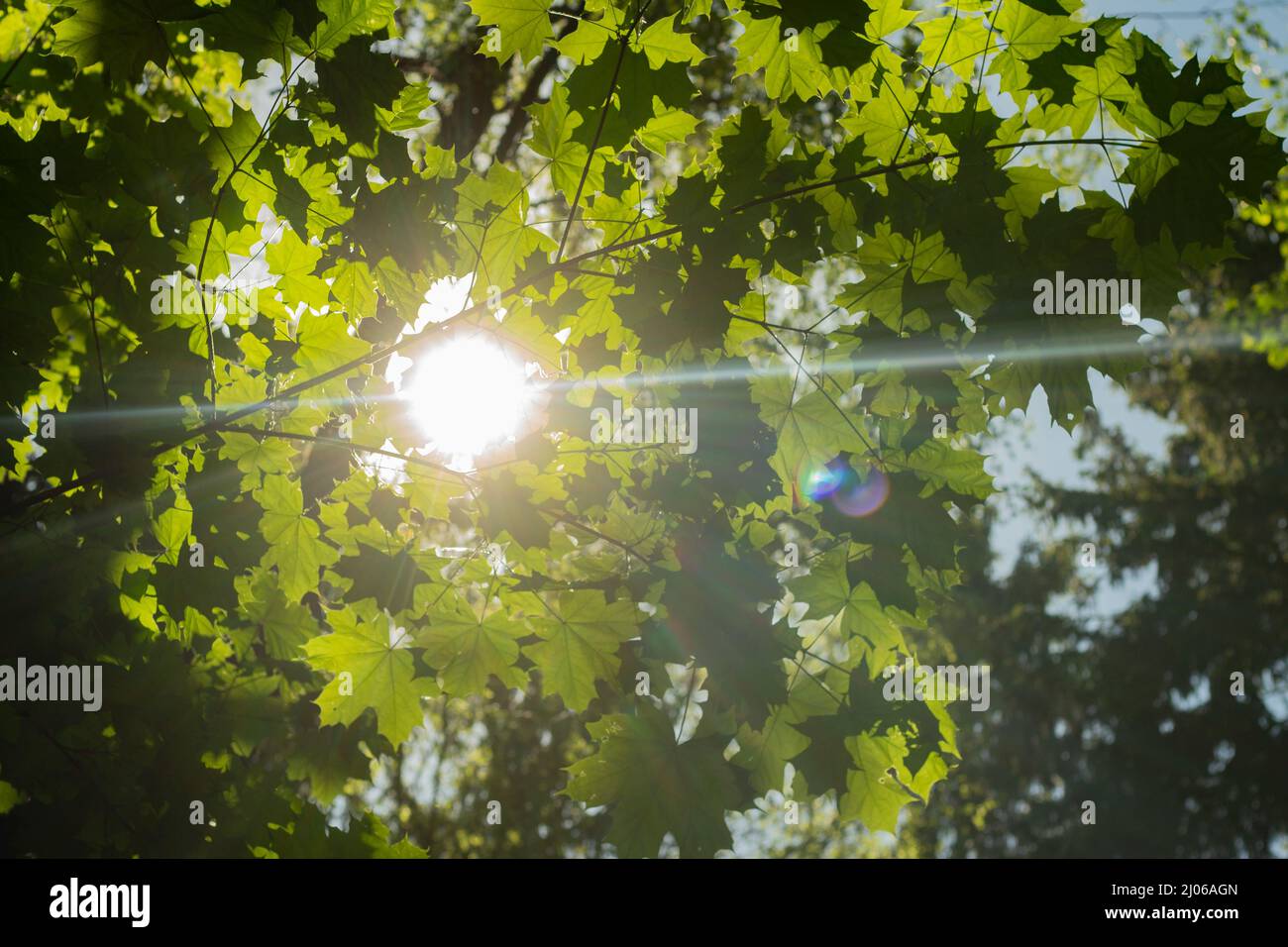 The sun shines through the leaves. Natural background summer freshness ...