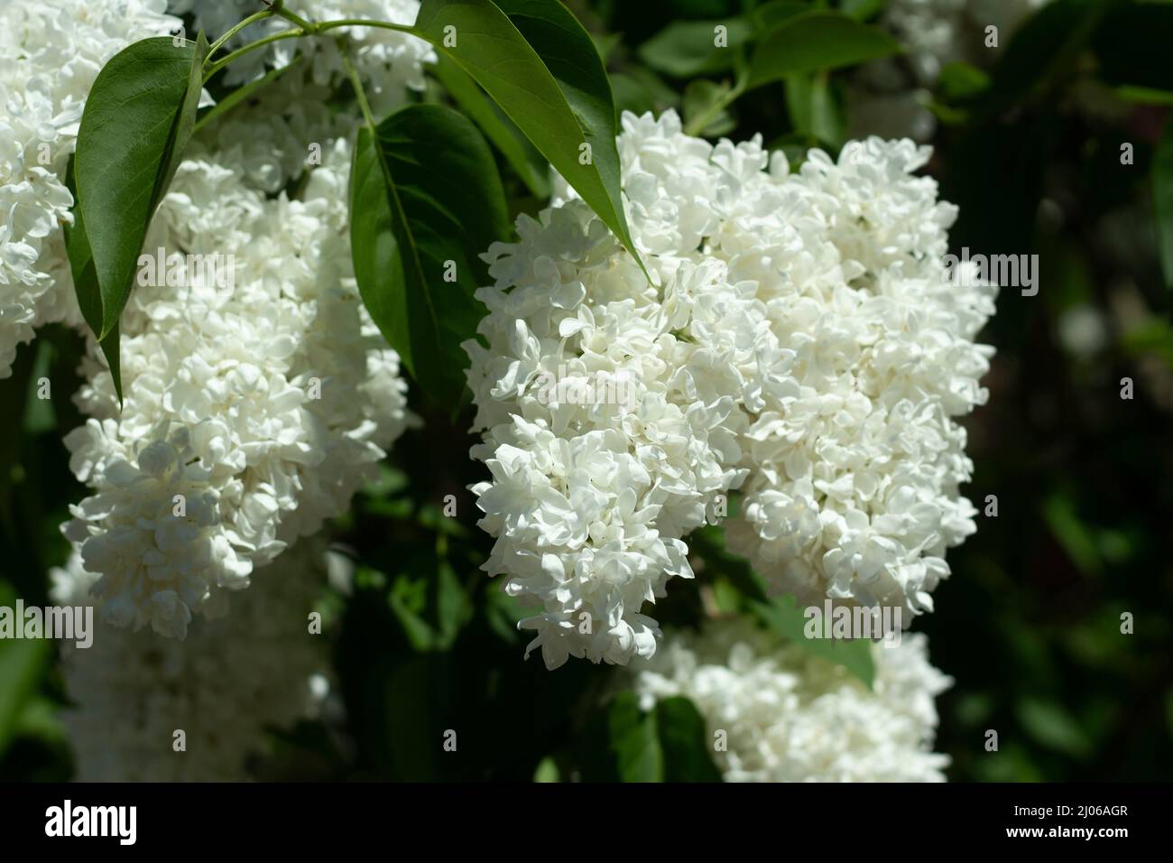 White lilac. Bushes bloom in spring. Flowering plant. Beautiful ...