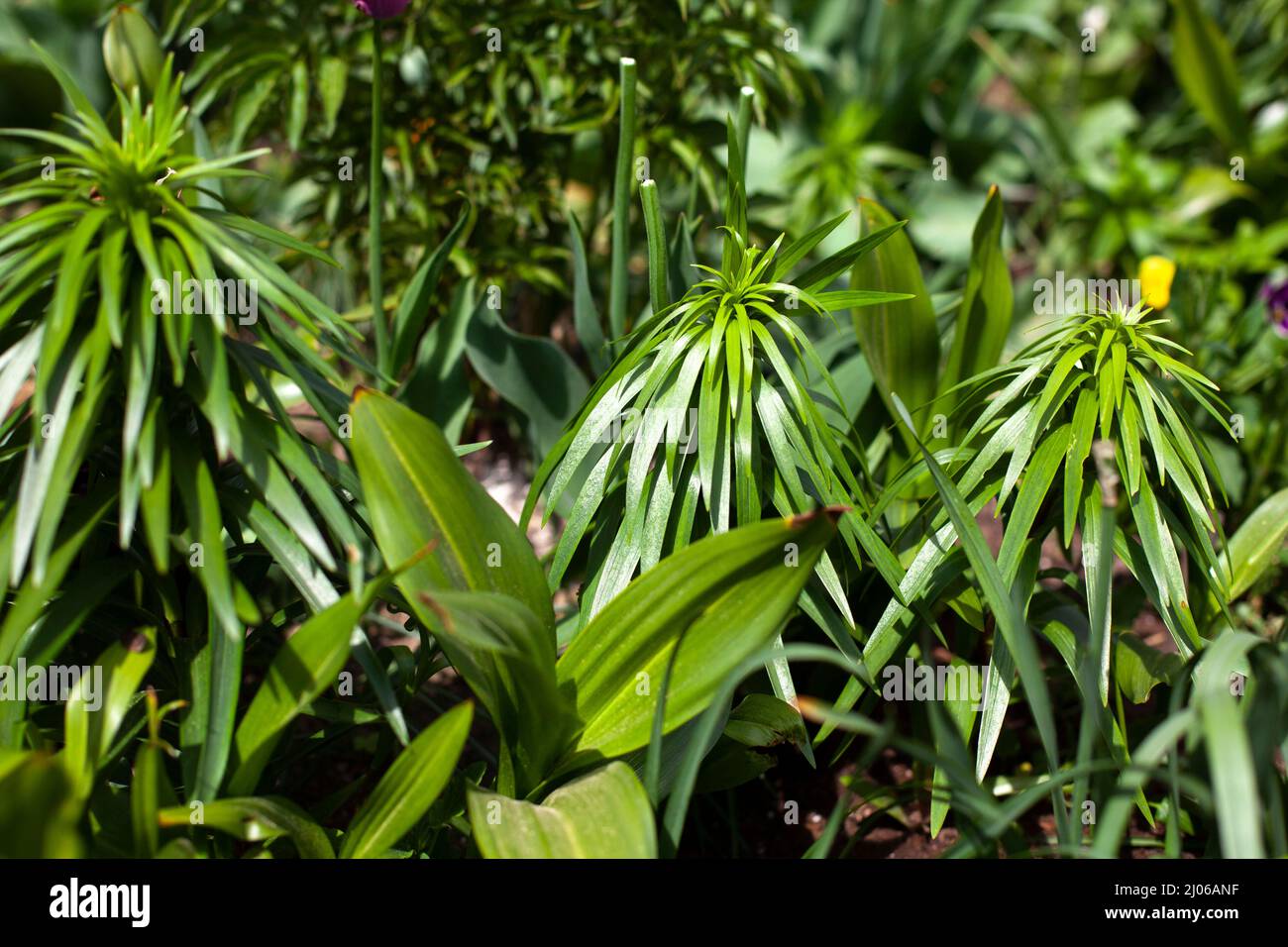 Plants in the garden. Background from plants. Natural beauty. Simple ...