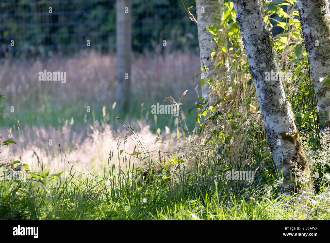 Sunlight shining through tall grass hi-res stock photography and images ...