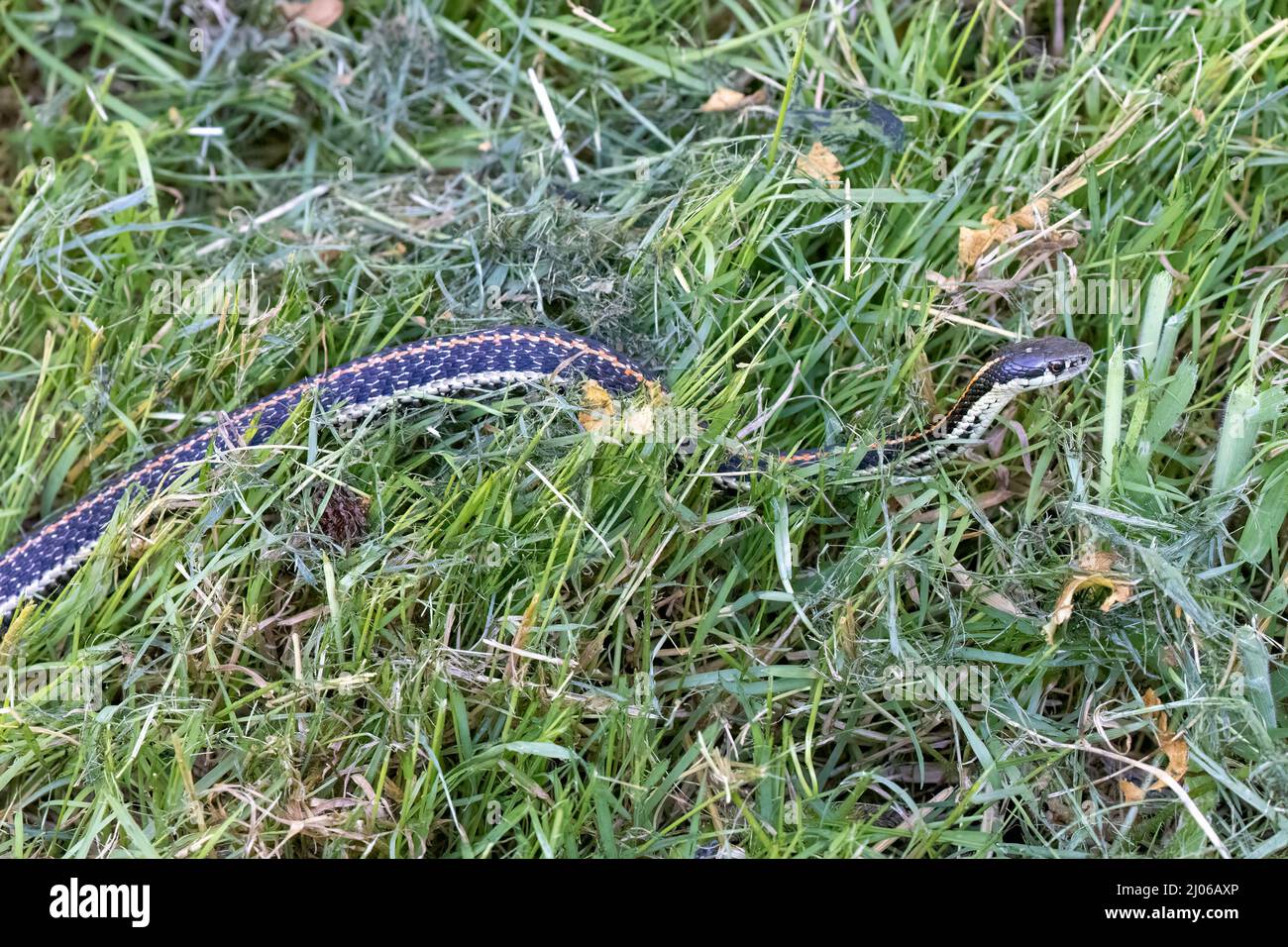 small striped snake in tall summer grasses Stock Photo - Alamy