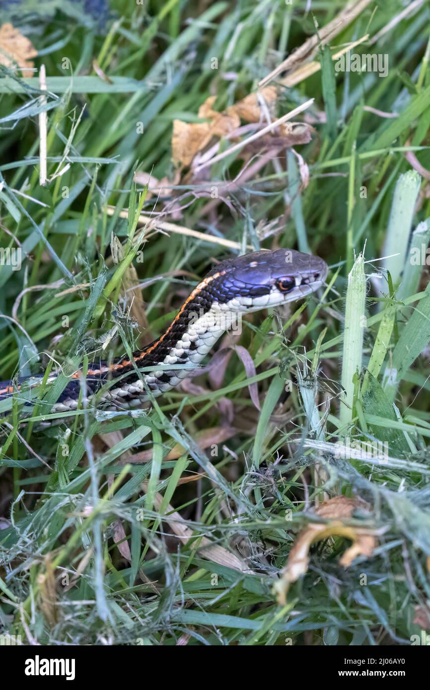 small striped snake in tall summer grasses Stock Photo - Alamy