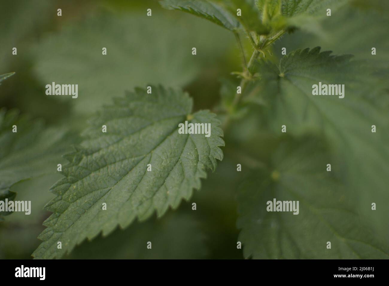 Nettle Branch in the Garden Stock Photo - Alamy