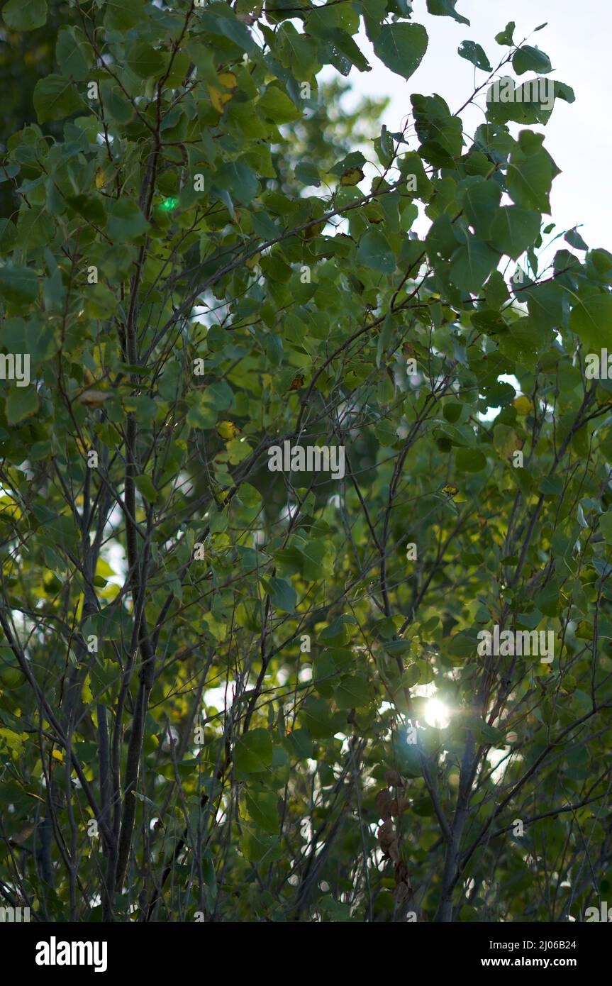 Peaking plant hi-res stock photography and images - Alamy