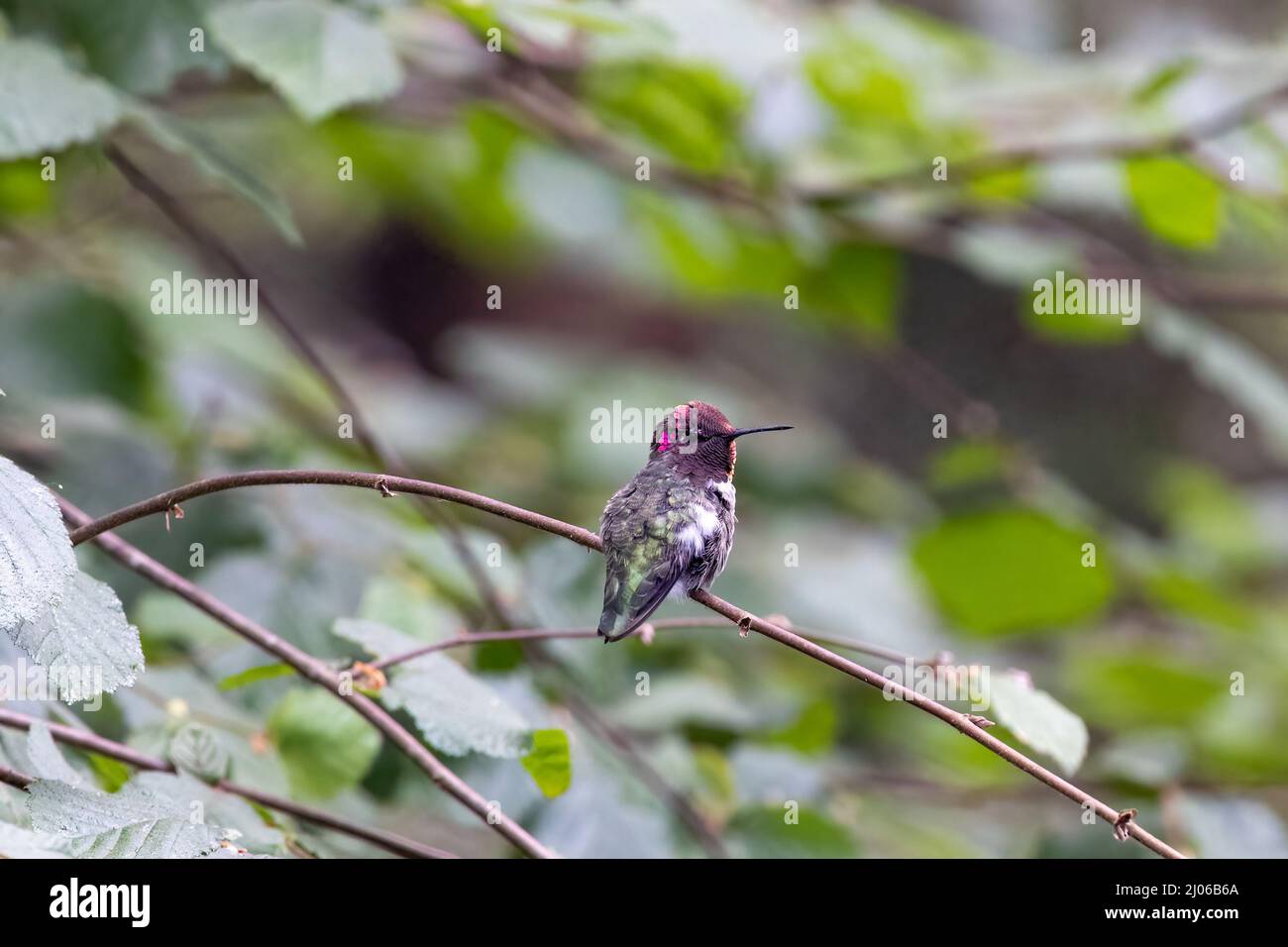 Purple headed hummingbird hi-res stock photography and images - Alamy