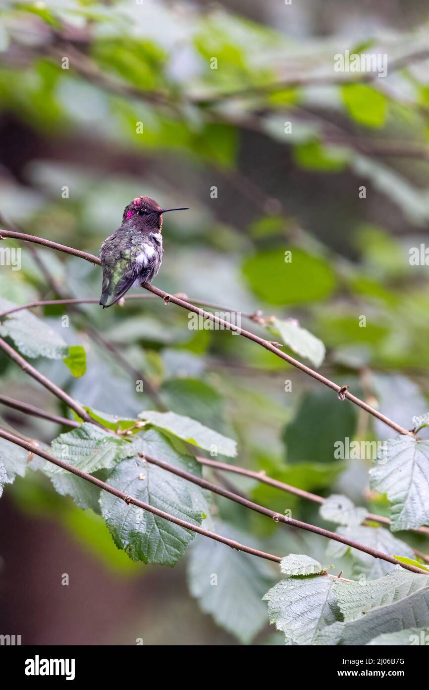 Purple headed hummingbird hi-res stock photography and images - Alamy