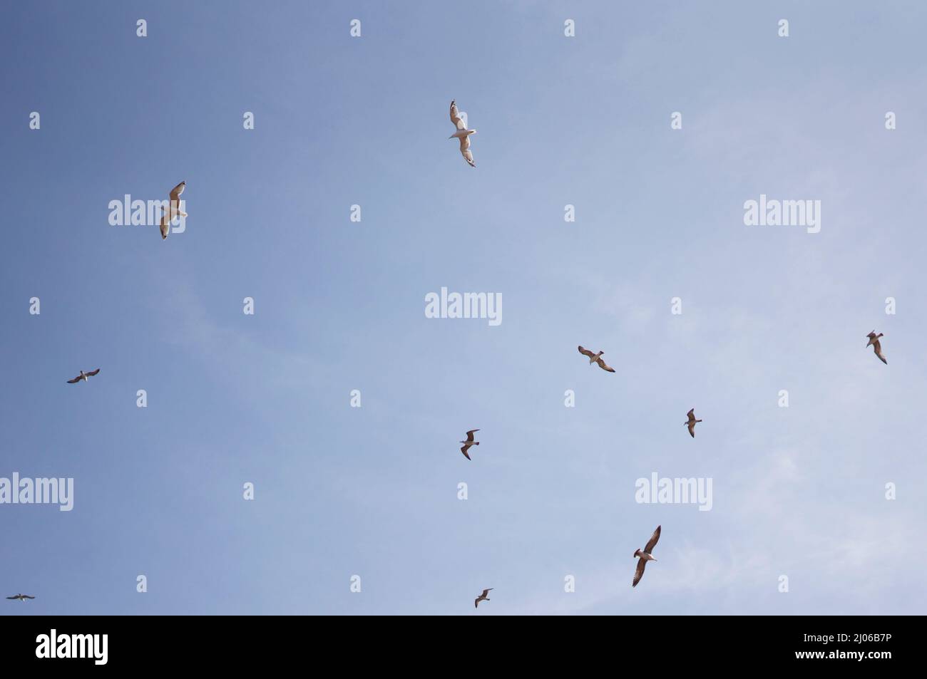 Group of Seagulls Flying Above Stock Photo - Alamy