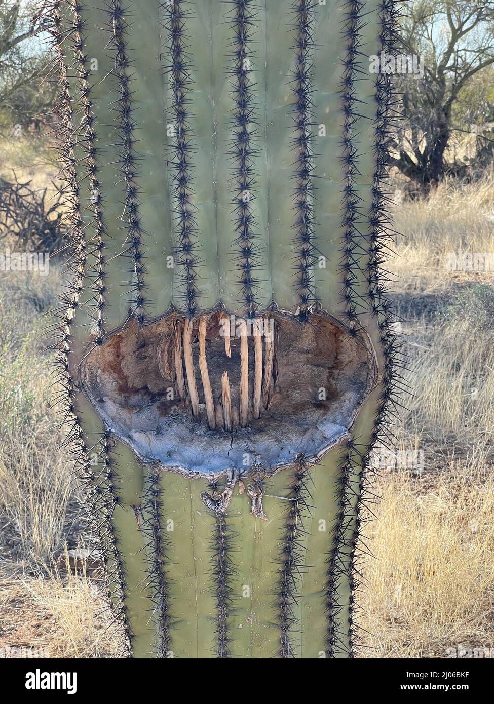 Hole in a Saguaro Cactus, inside ribs showing Stock Photo - Alamy