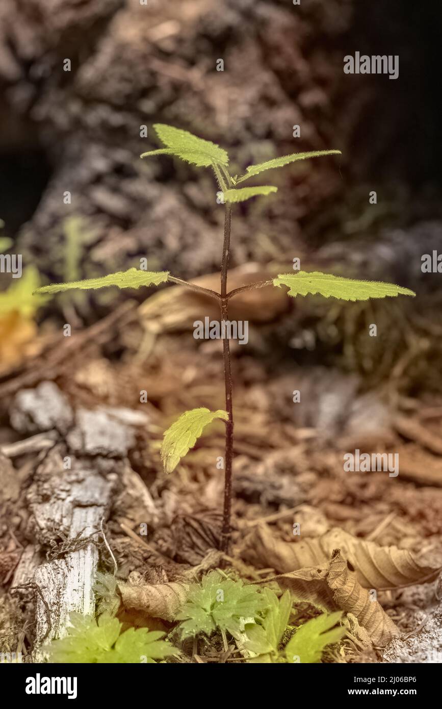 small plant sprouting out of the undergrowth Stock Photo - Alamy