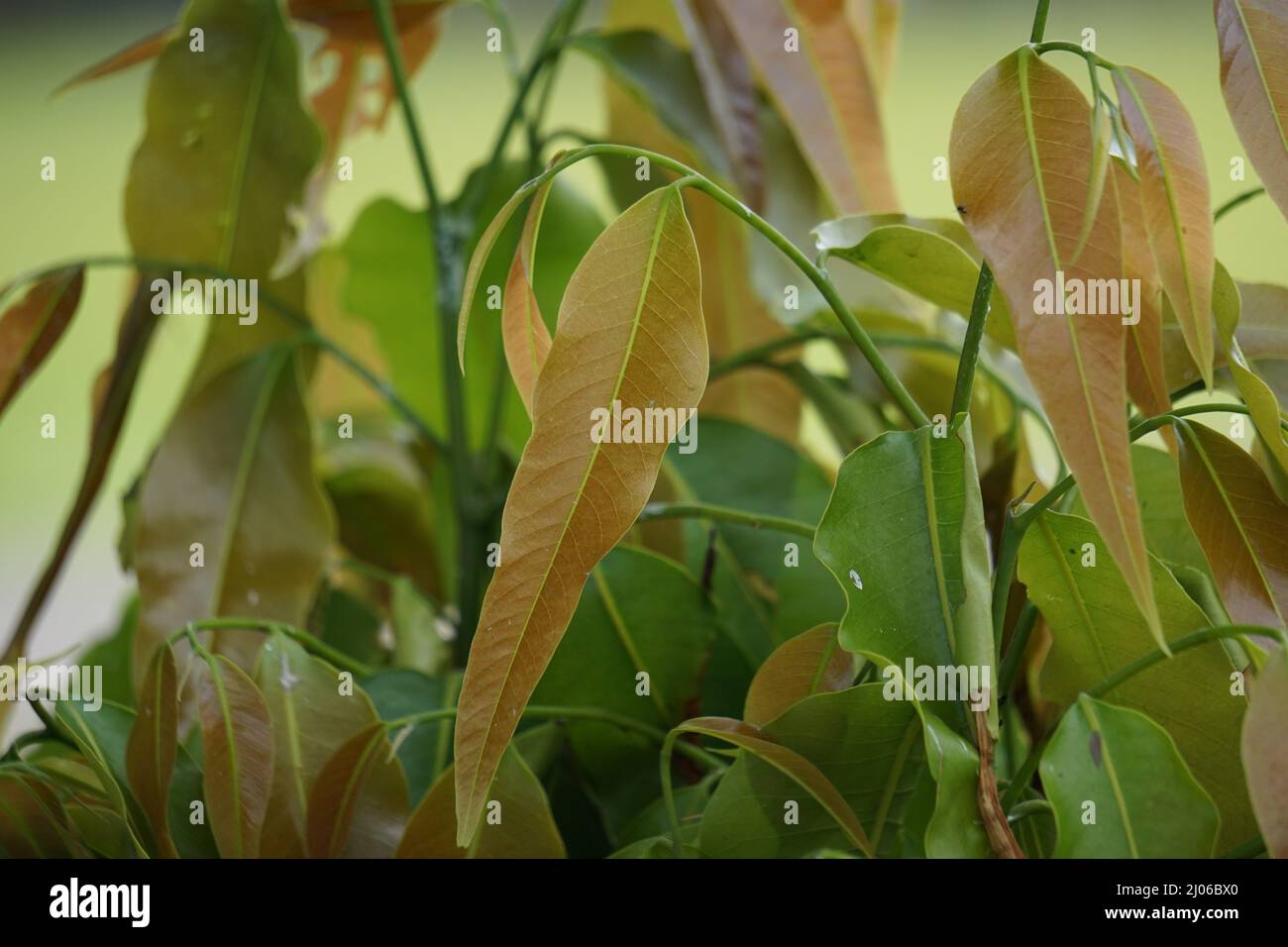 Polyalthia longifolia (glodokan, glodogan tiang ) with a natural ...