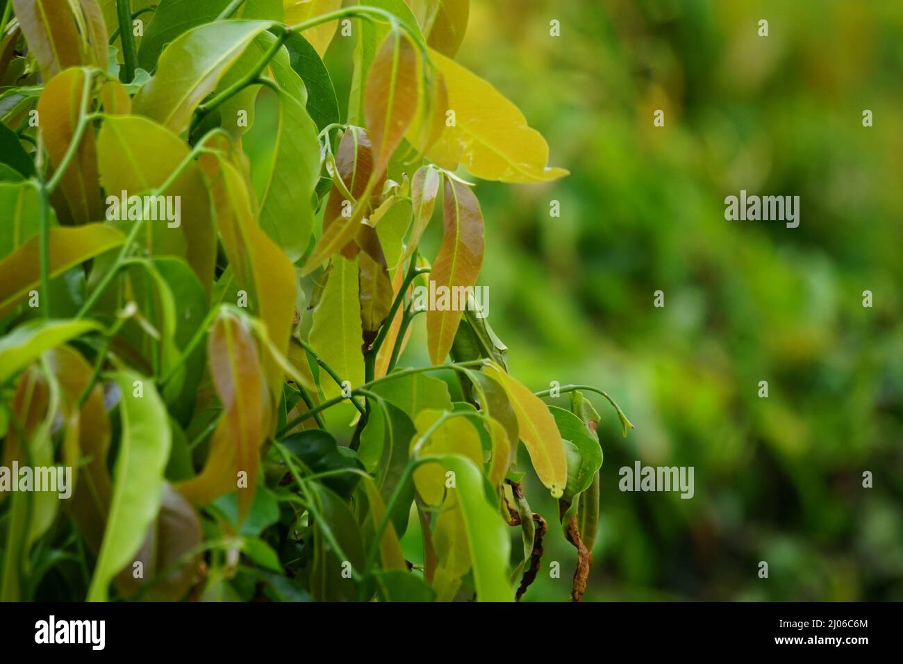 Polyalthia longifolia (glodokan, glodogan tiang ) with a natural ...
