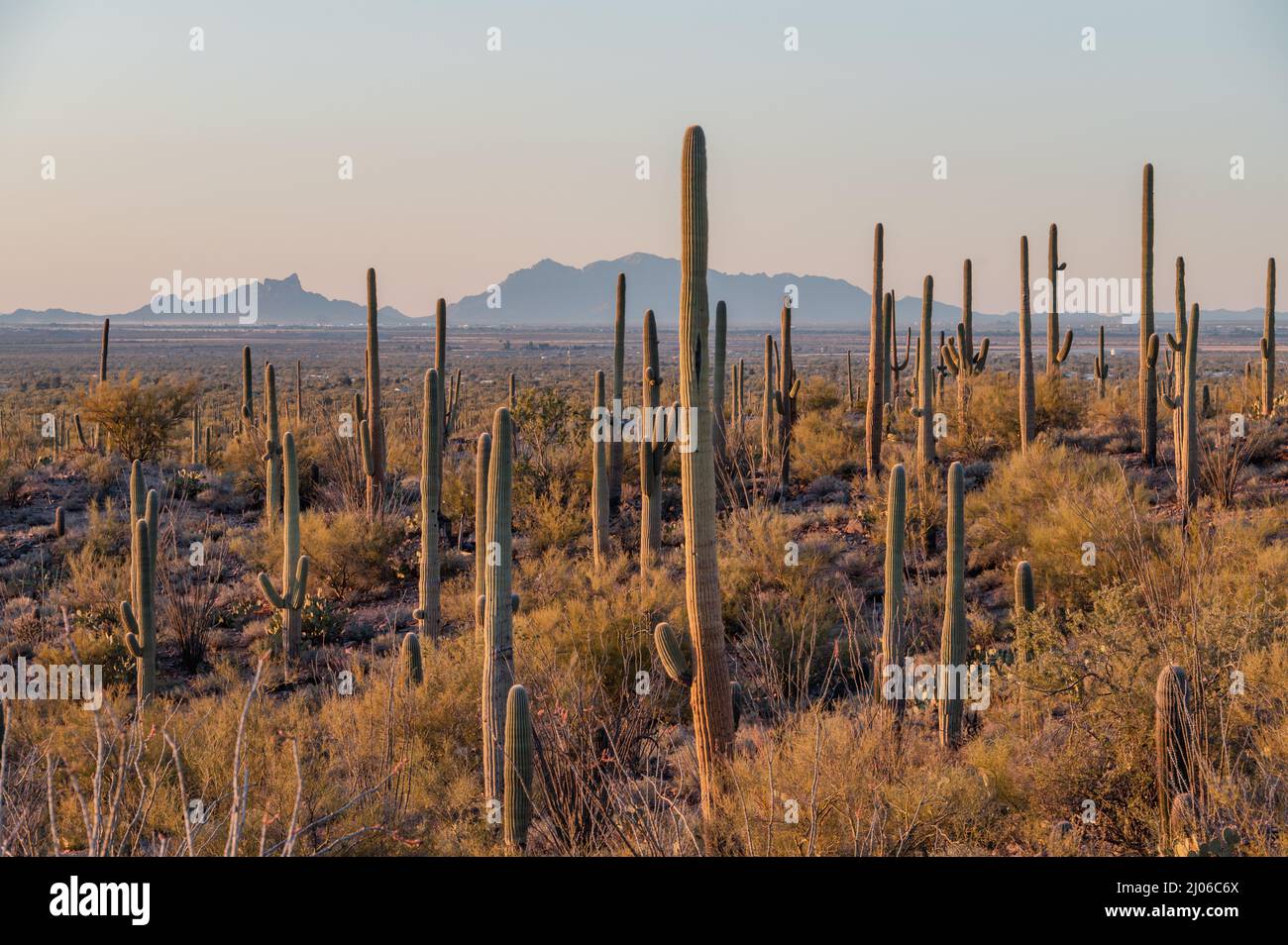 Saguaro Cactus Forest in Sonoran Desert near Tucson Stock Photo - Alamy
