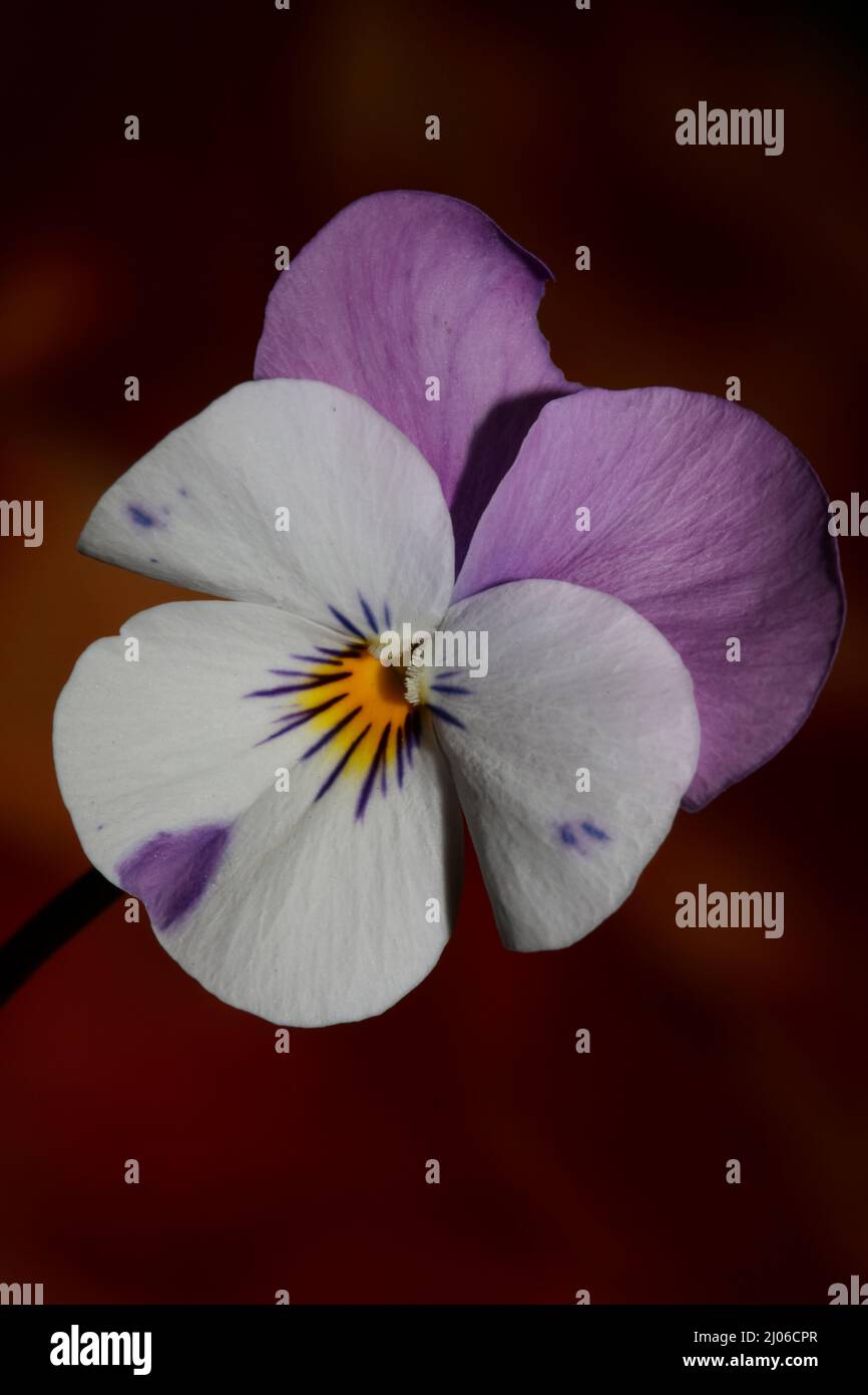 Colorful flower blossom close up agricultural background viola tricolor ...
