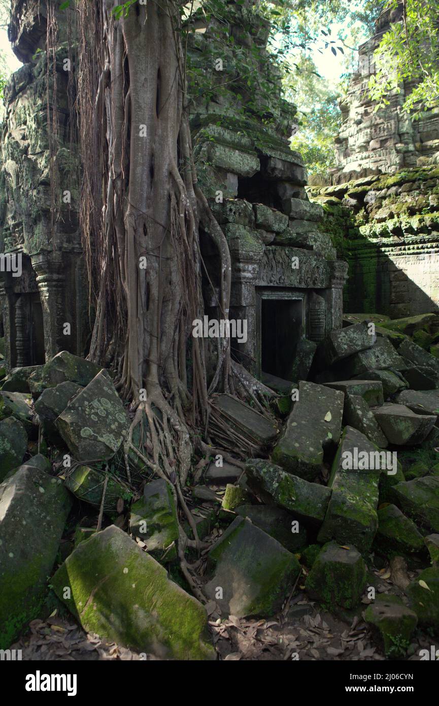 Roots of a giant tree between the ruins of Ta Prohm, Siem Reap ...