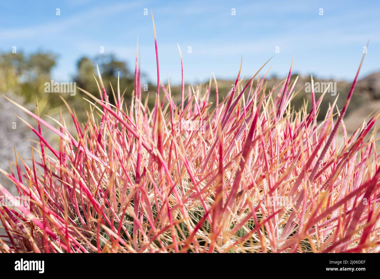 Red Spines On The Top Of A California Barrel Cactus in Joshua Tree ...
