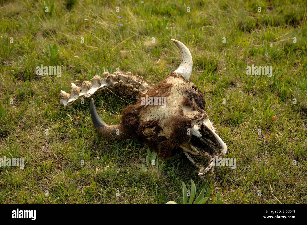 Bison skull hi-res stock photography and images - Alamy