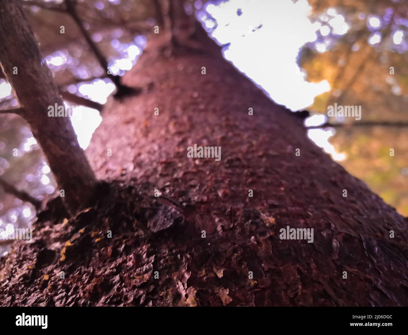 Close-up low angle shot of the trunk and branches of a big tree in the ...