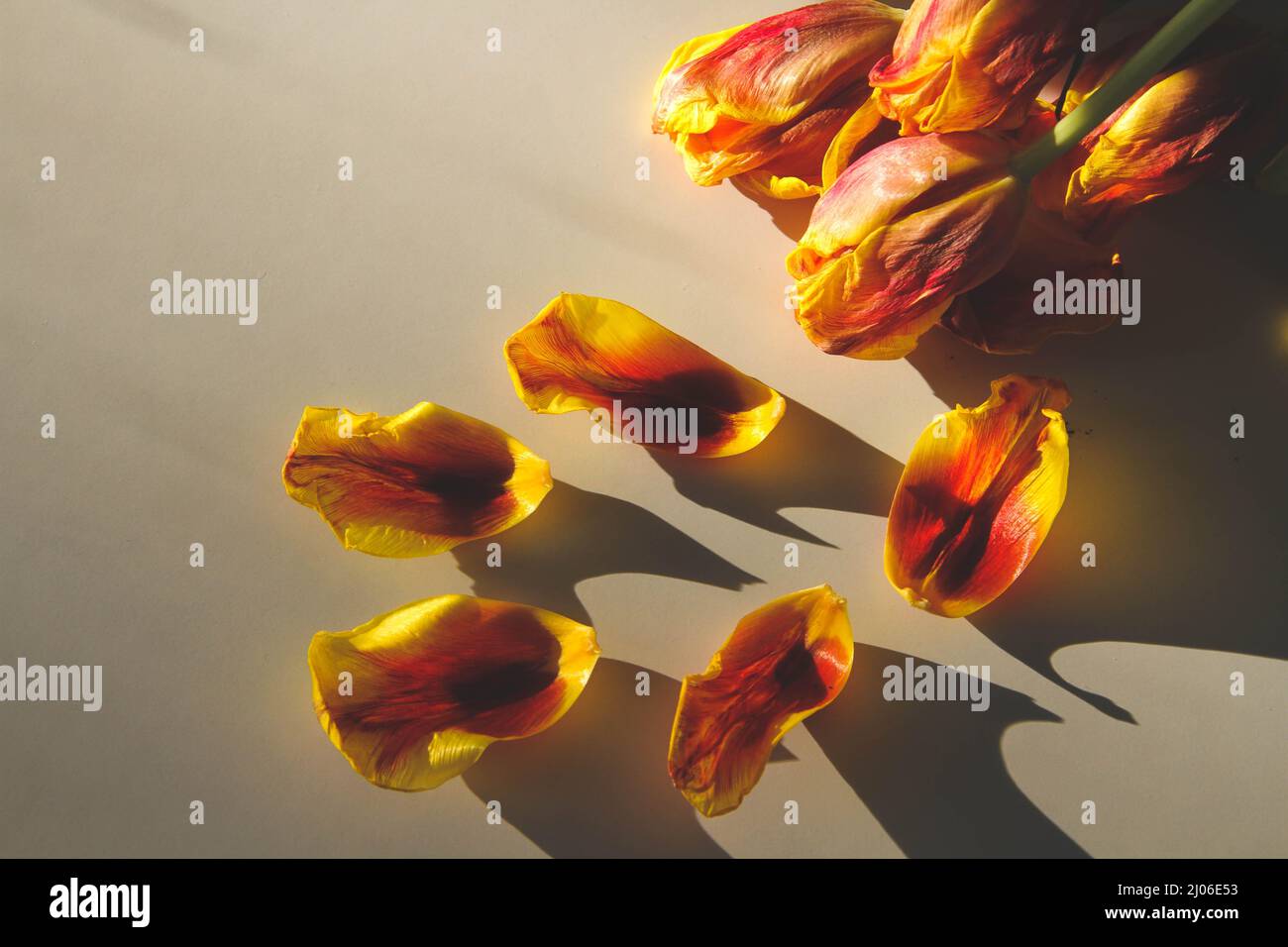 Withered flowers. Dry tulips in the sun. Fallen flowers. Bouquet of ...