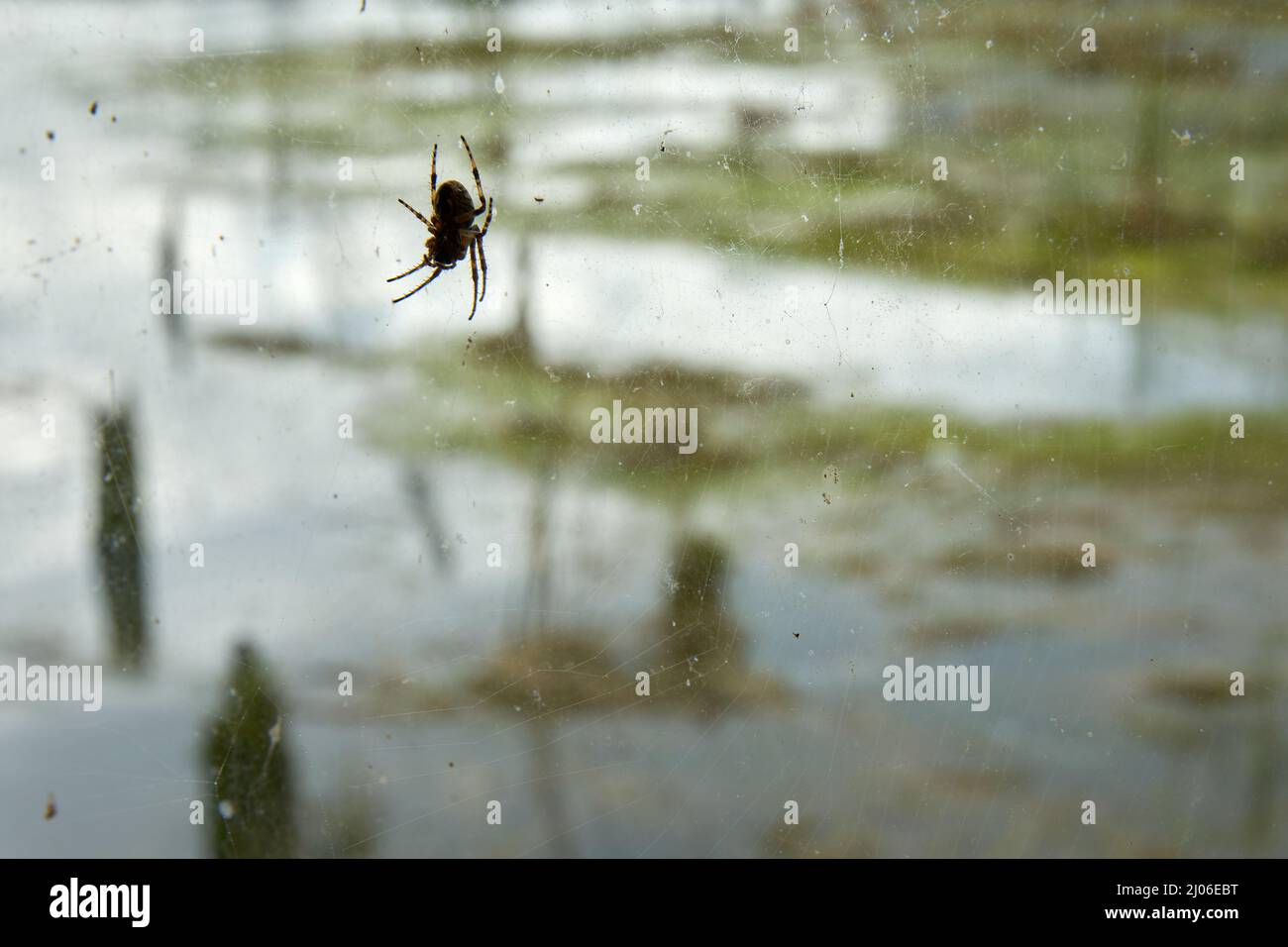 Window Spider. A spider on a window waits for prey Stock Photo - Alamy