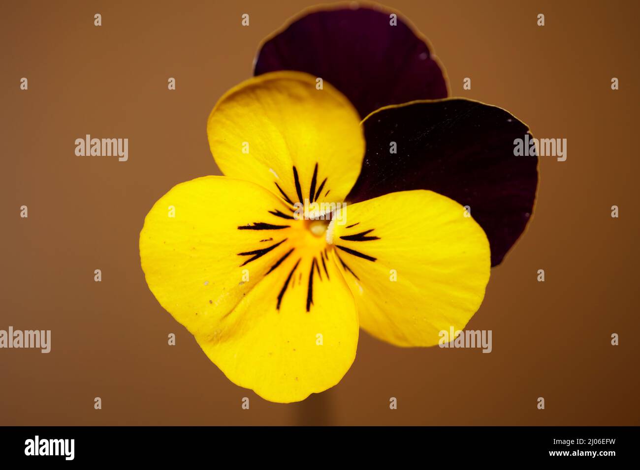 Wallpaper viola flower hi-res stock photography and images - Alamy