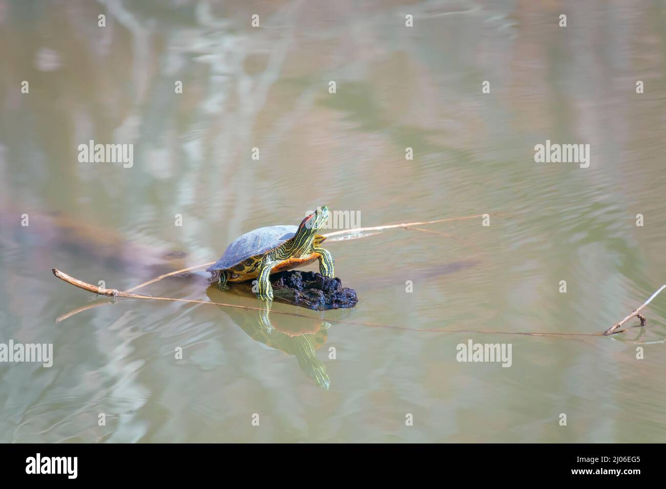 Red-eared slider or terrapin (Trachemys scripta elegans) basking in the ...