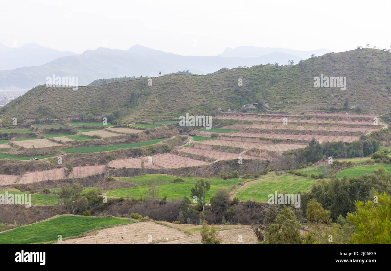 Fruit bloom hi-res stock photography and images - Alamy