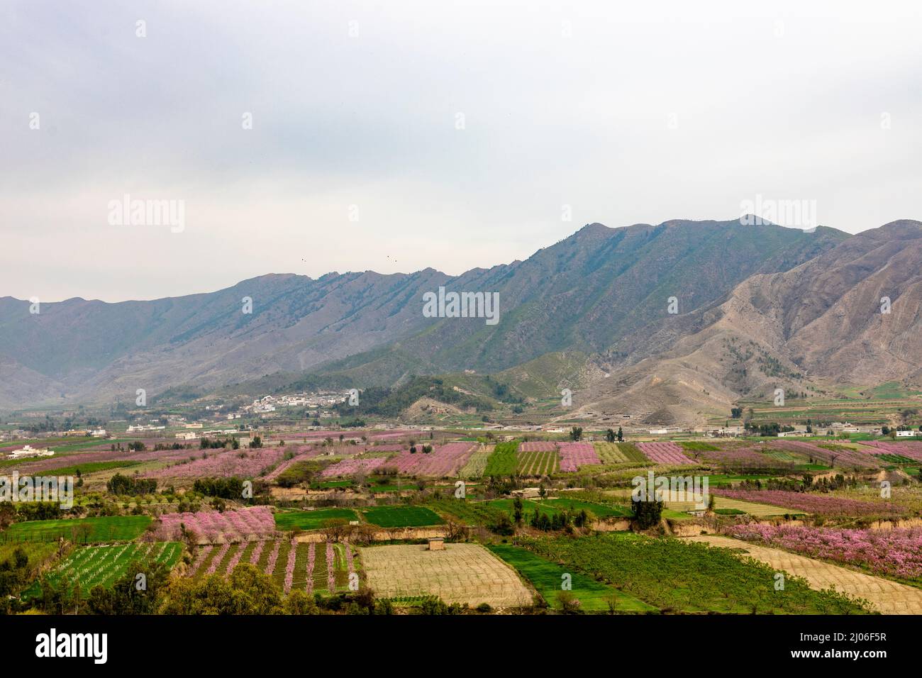 A beautiful scenery of peach orchards in swat valley Stock Photo - Alamy