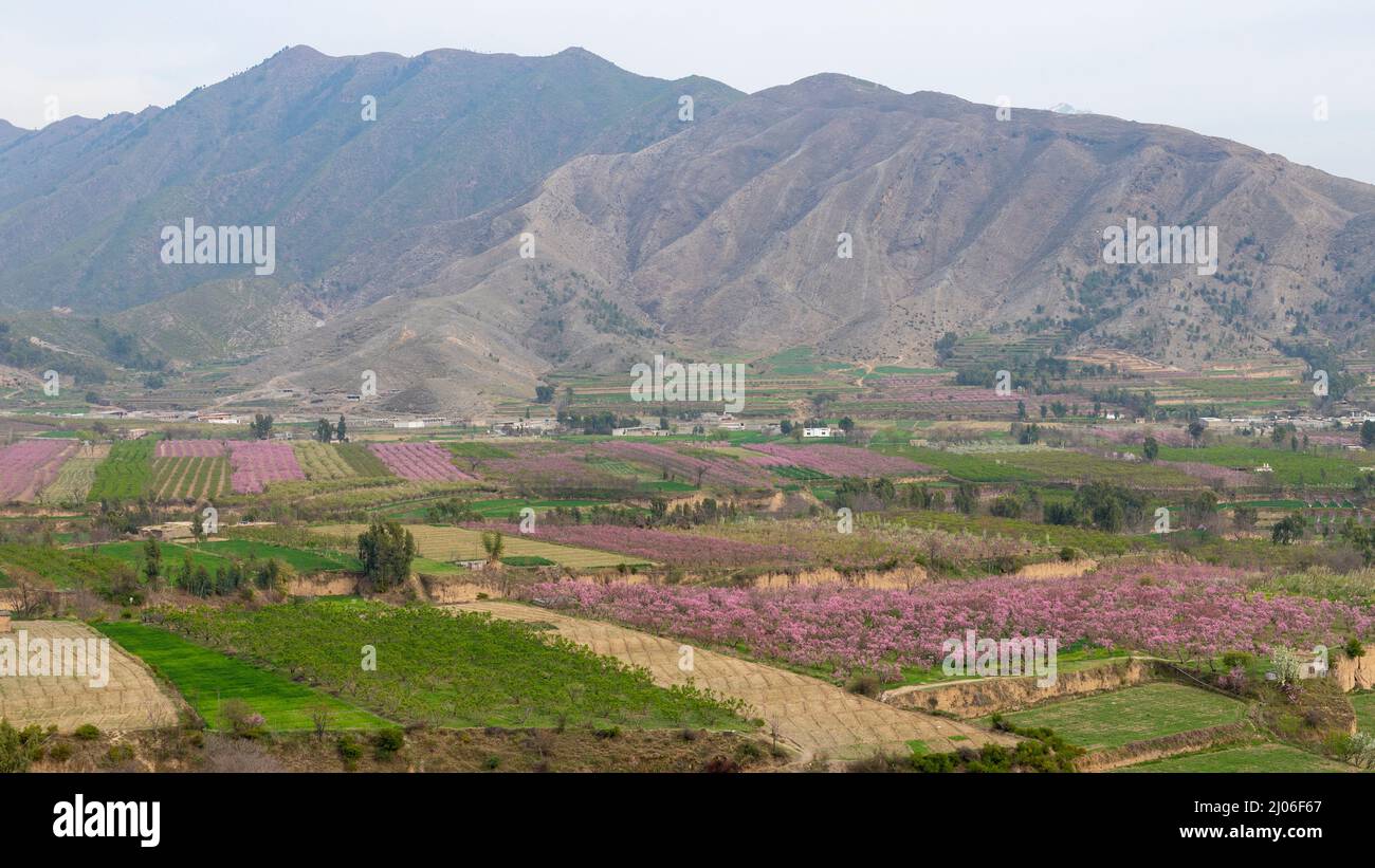 Peach blossom valley hi-res stock photography and images - Alamy