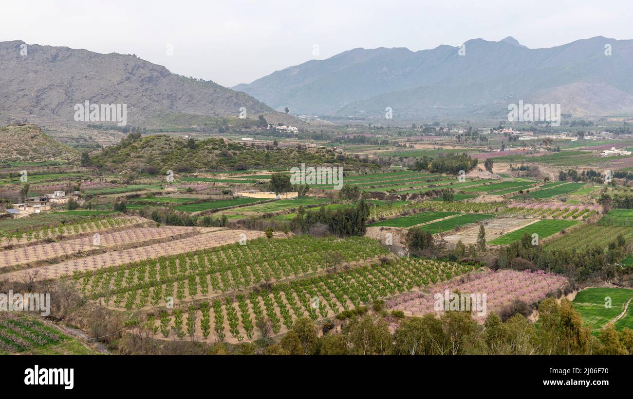 Pakistan swat trees hi-res stock photography and images - Alamy