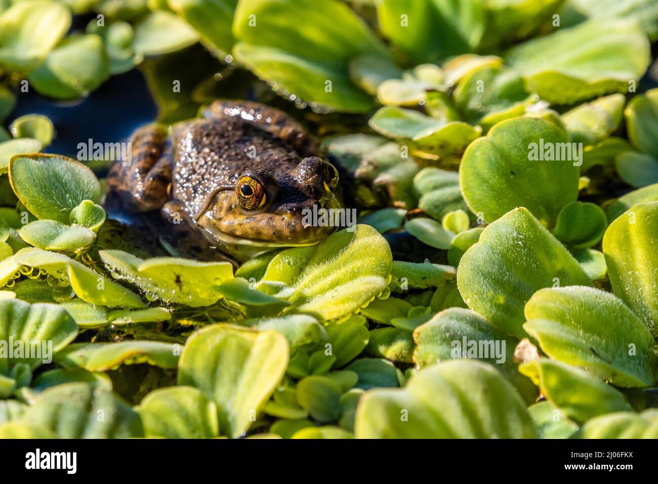 An American Bullfrog in Tucson, Arizona Stock Photo - Alamy
