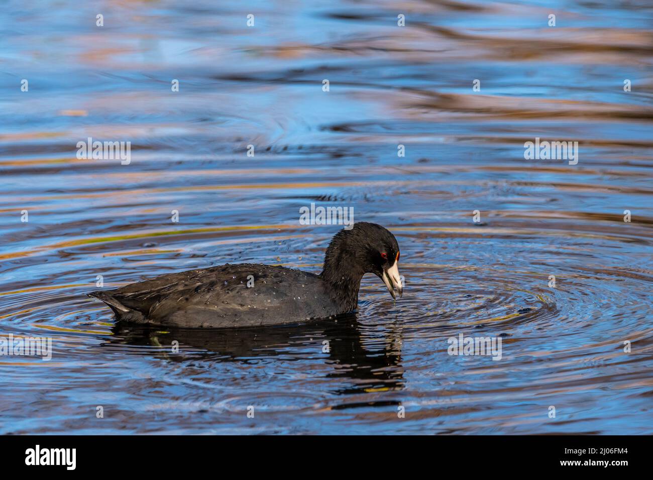A black American Coot in Tucson, Arizona Stock Photo - Alamy