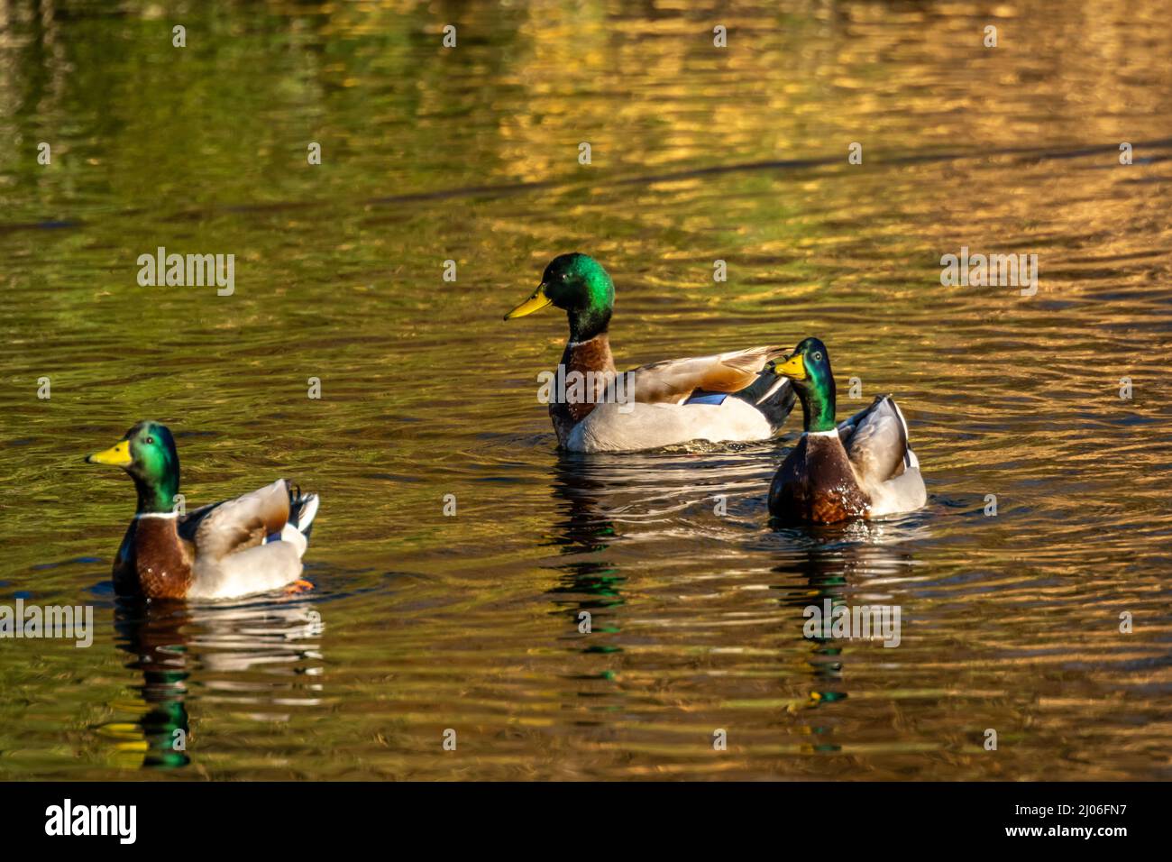 A large brown Mallard Tucson, Arizona Stock Photo - Alamy