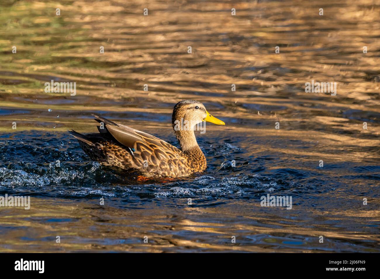 A large brown Mallard Tucson, Arizona Stock Photo - Alamy