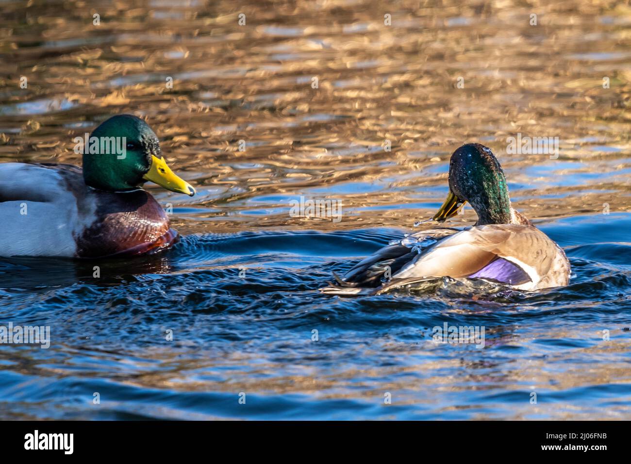 A large brown Mallard Tucson, Arizona Stock Photo - Alamy