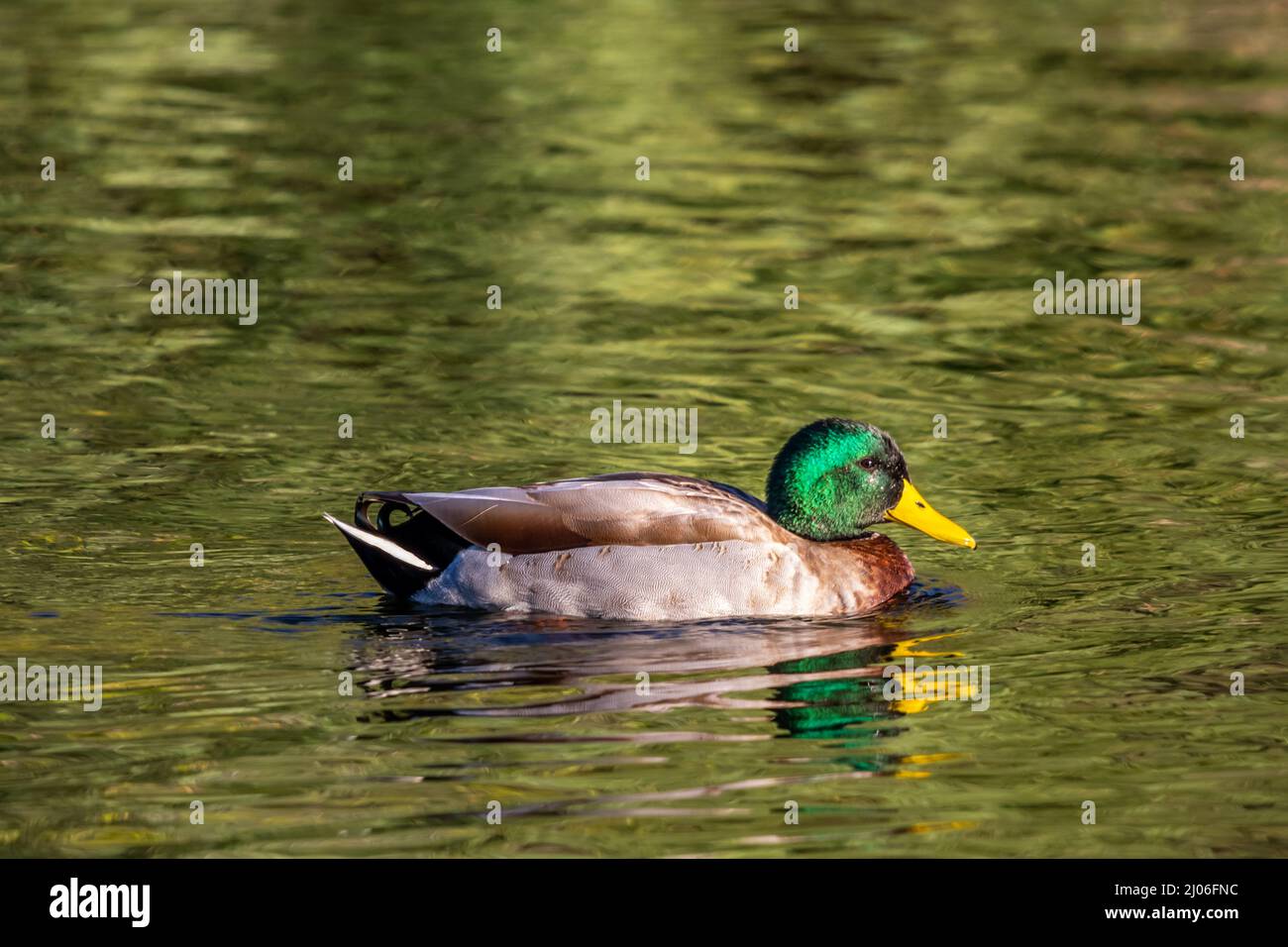 Large brown mallard duck swimming hi-res stock photography and images ...