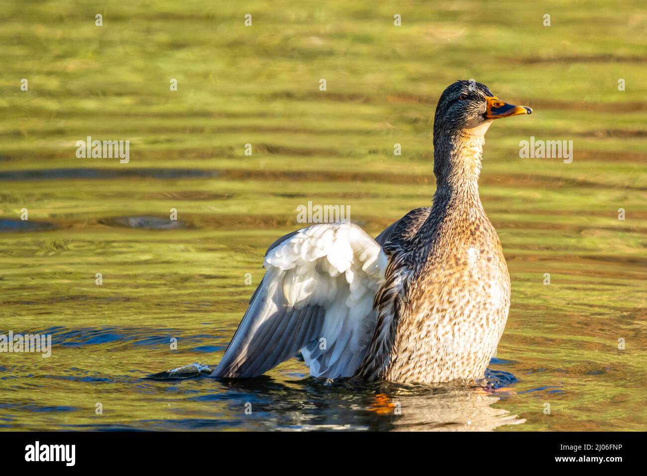 A large brown Mallard Tucson, Arizona Stock Photo - Alamy