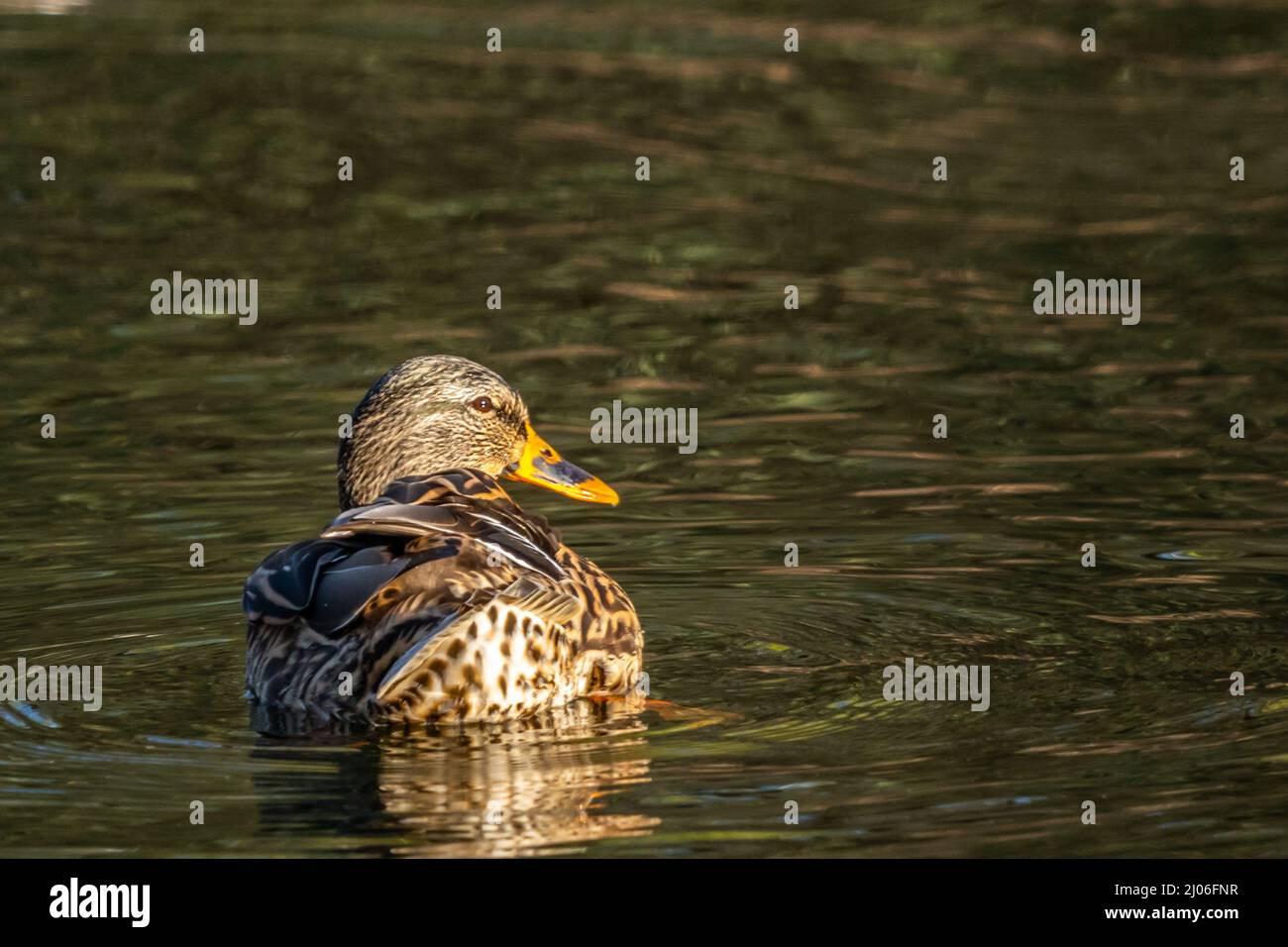 A large brown Mallard Tucson, Arizona Stock Photo - Alamy
