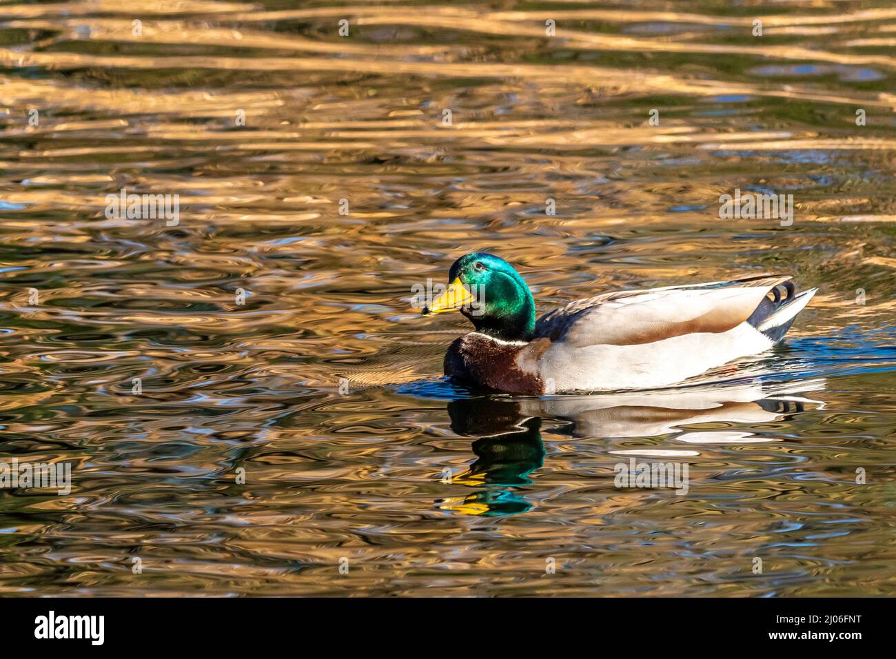 A large brown Mallard Tucson, Arizona Stock Photo - Alamy