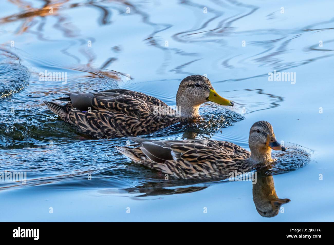 Bird by water with brown shrubs hi-res stock photography and images - Alamy
