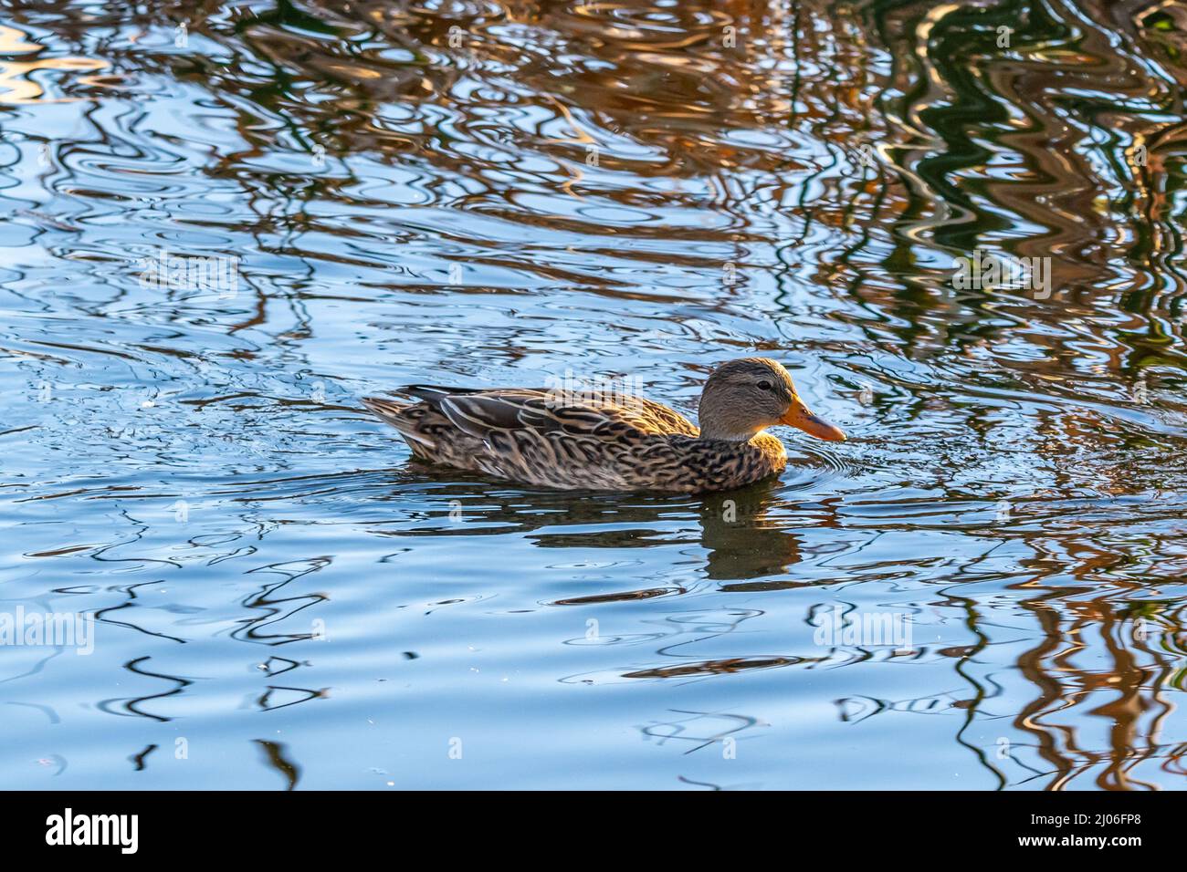 A large brown Mallard Tucson, Arizona Stock Photo - Alamy