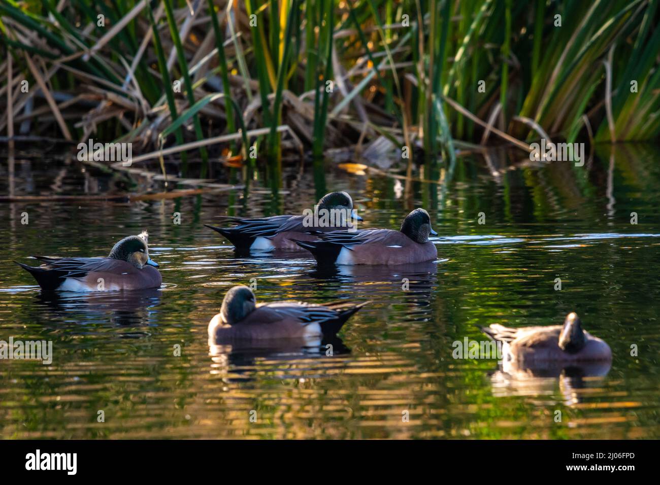 A large brown Mallard Tucson, Arizona Stock Photo - Alamy