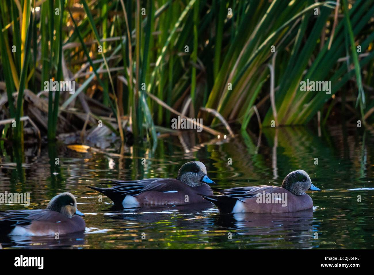 Bird by water with brown shrubs hi-res stock photography and images - Alamy