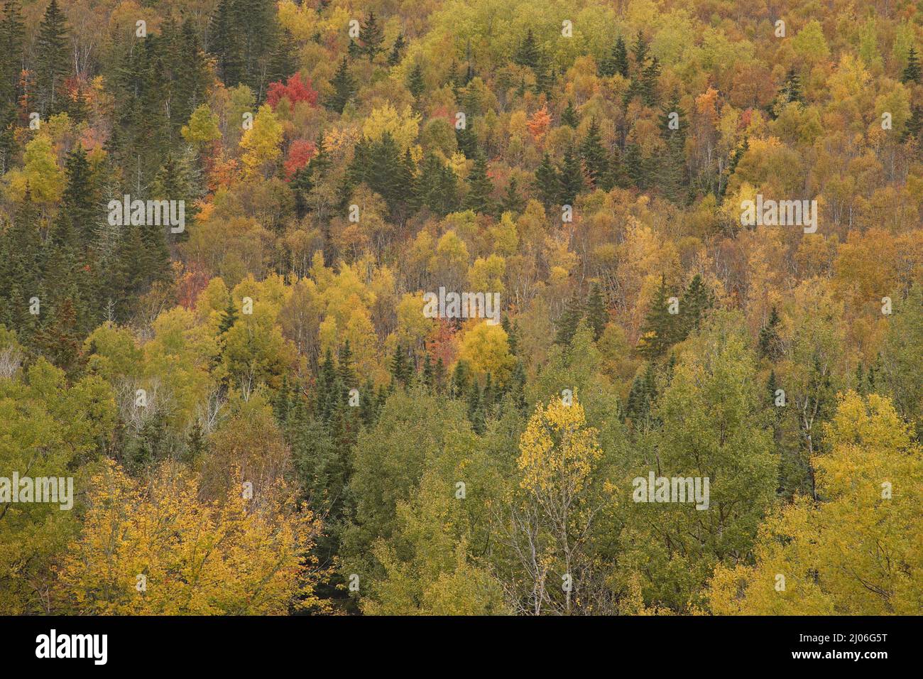 Maple, beech, oak, pine, spruce and other trees in autumn color adorn a ...