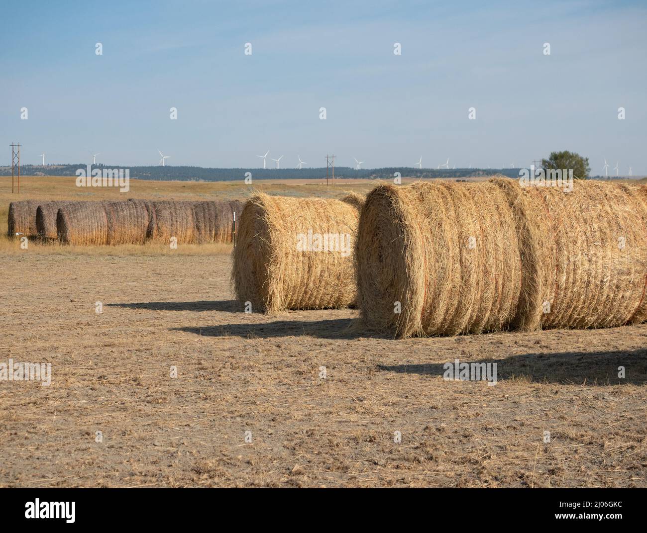 Round hay bales tied with string in a stubble field in rural Montana ...