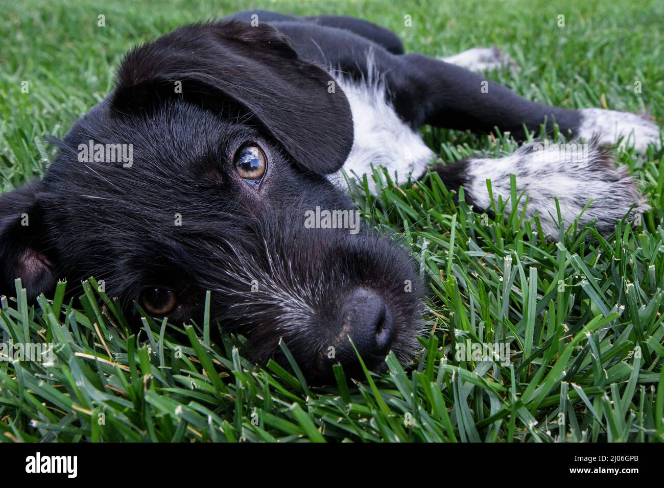 Nap time in the grass Stock Photo - Alamy
