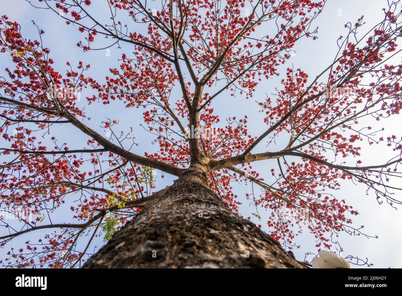 Golden bombax hi-res stock photography and images - Alamy
