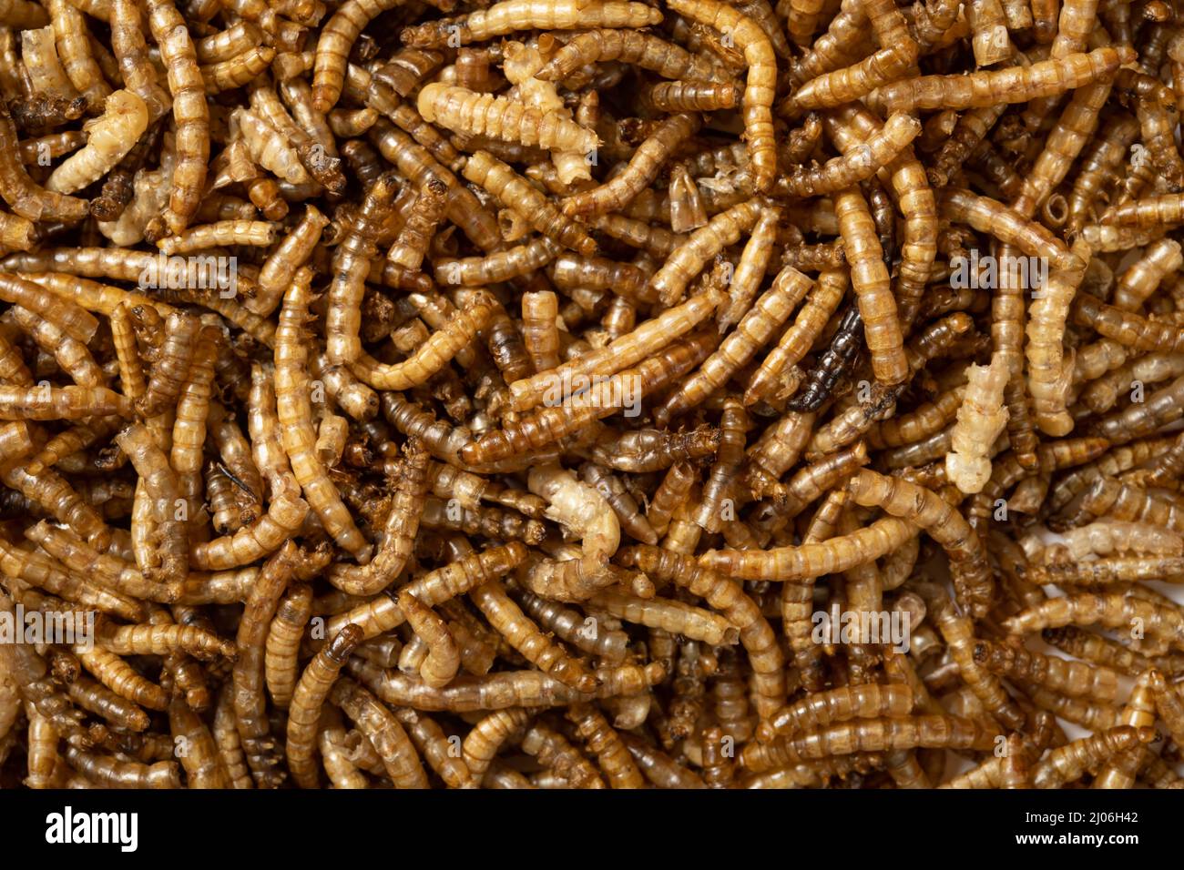 dry worms as food for hamster Stock Photo - Alamy