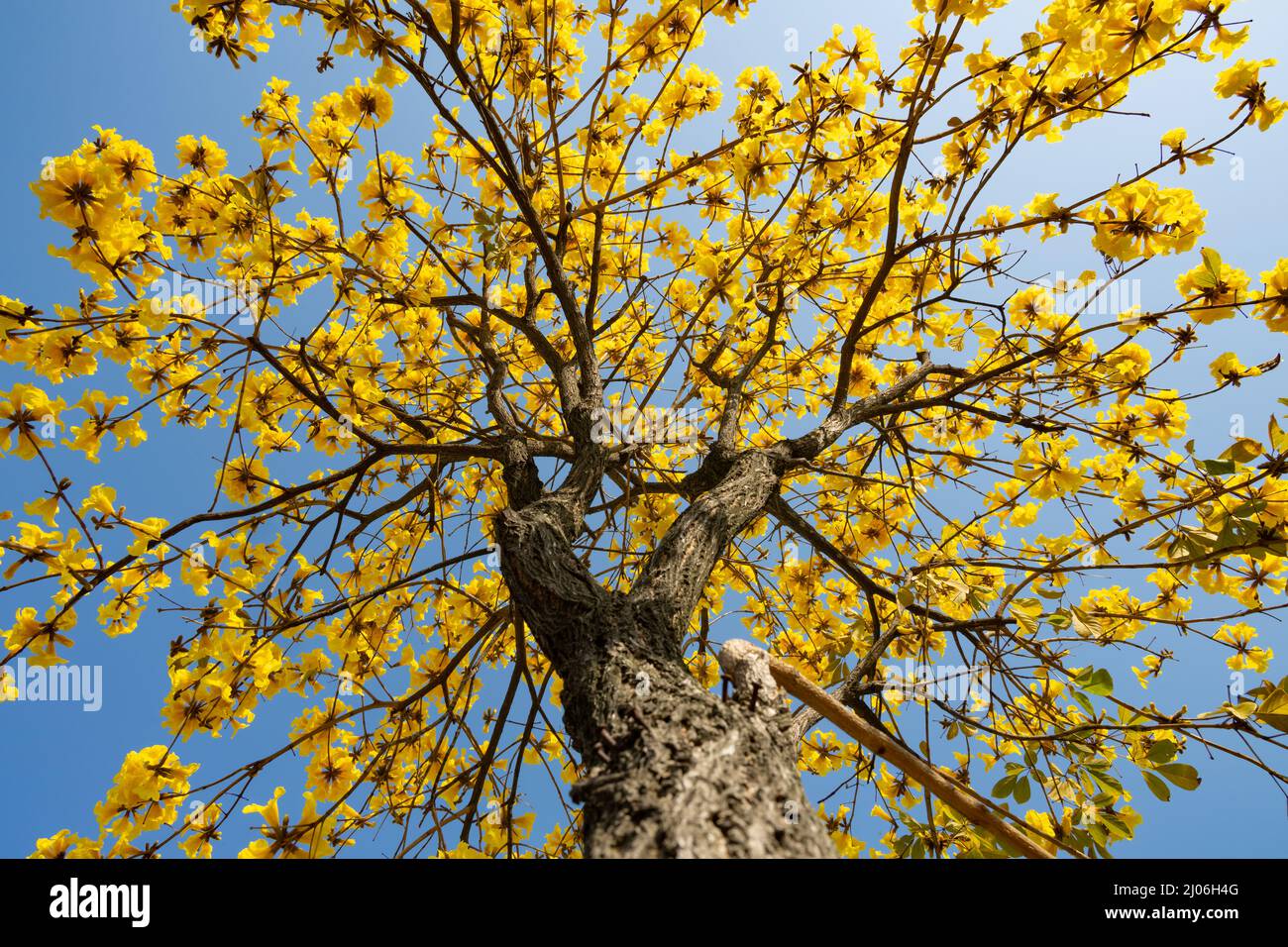 Guayacan trumpet tree hi-res stock photography and images - Alamy