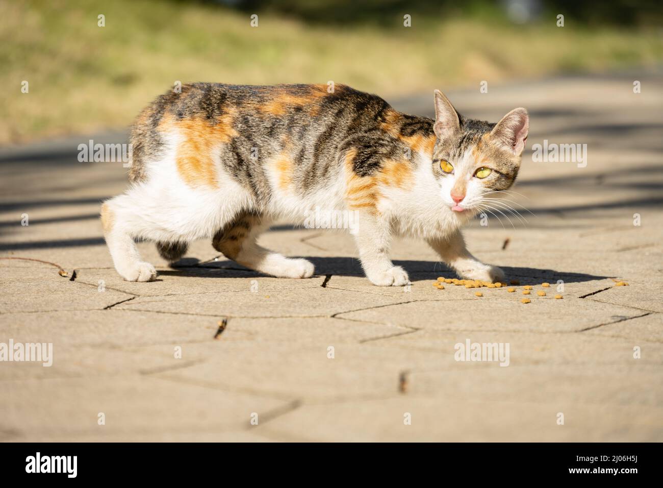a wild cat eating food on the ground Stock Photo - Alamy